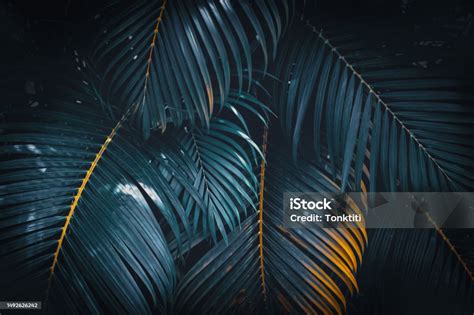 녹색 야자 잎 패턴 텍스처 추상적 배경 그래픽 디자인 열대 여름과 자연 환경 개념을위한 공간을 복사합니다 0명에 대한 스톡 사진 및 기타 이미지 Istock
