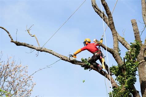 A Step By Step Guide To Tree Removal Seacoast Tree Care