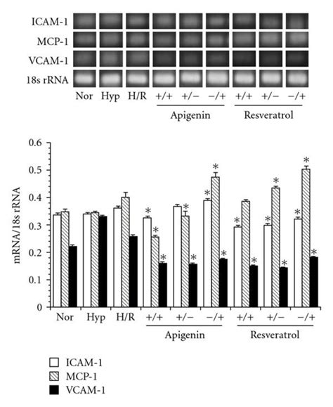 The Effects Of H R On The Expression Levels Of Adhesion Molecules In