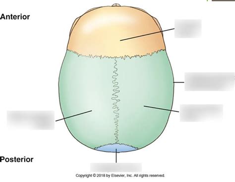 Parietal And Occipital Bones Superior View Diagram Quizlet