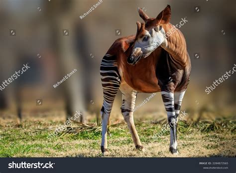 Okapi