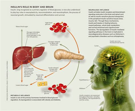 Diabetes Insulin And Its Metabolic Effects
