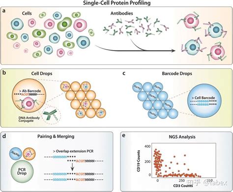 了解单细胞测序第三课——单细胞测序如何实现蛋白检测？ 知乎