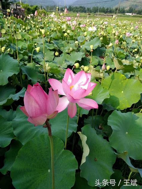 帶你游丹鳳棣花古鎮賞荷花 每日頭條