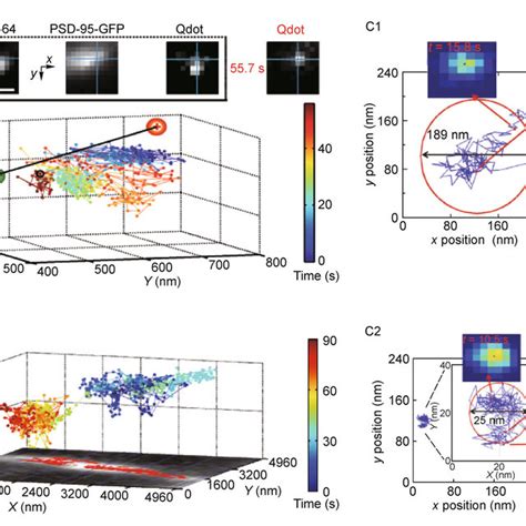 Figure Box2 Point Spread Functions Psfs Of Cy3 Labeled Dna The Download Scientific Diagram