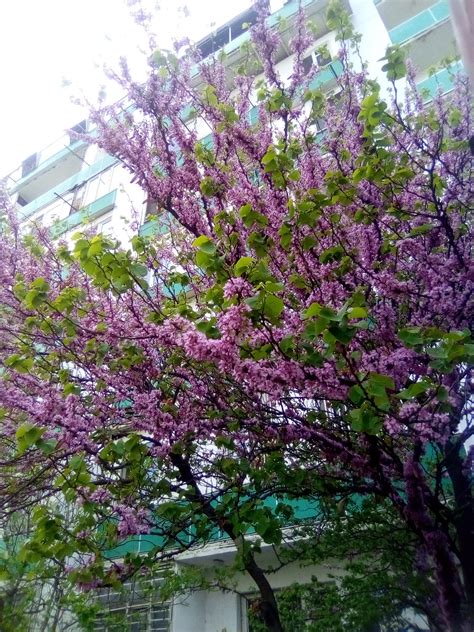 იოსებ სტალინი Joseph Stalin გილოცავთ მეგობრებო დამდეგ შობას და ახალ წელს ჯანმრთელობის