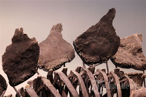 Penampakan Fosil Stegosaurus Berusia 150 Juta Tahun Foto 5 2000791