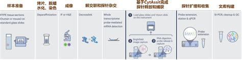 生命科学的新晋“顶流”——空间转录组学 知乎