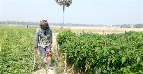 পঙ্গুত্ব জয় করে স্বাবলম্বী কৃষক বিল্লাল