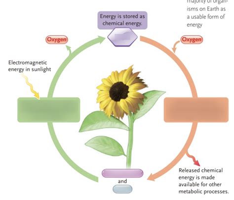 Biol 204 Photosynthesis Diagram Quizlet