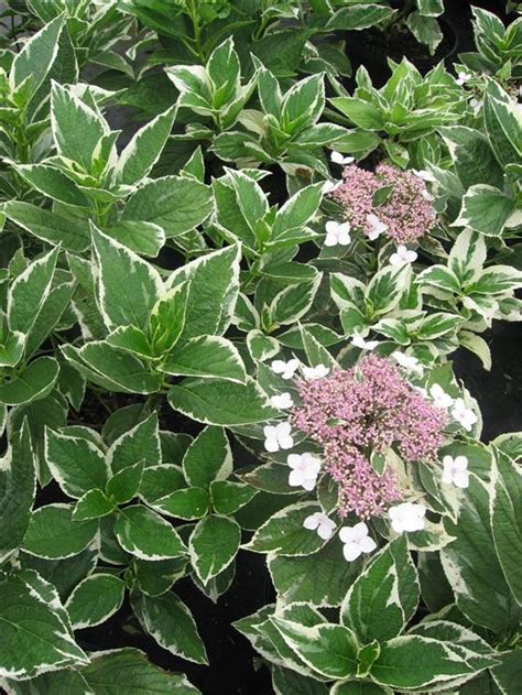Hydrangea Macrophylla ‘mariesii Variegata Kiefer Nursery Trees Shrubs Perennials