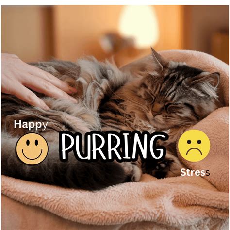 How To Differentiate Between A Happy And A Stressful Purr From Your Cat