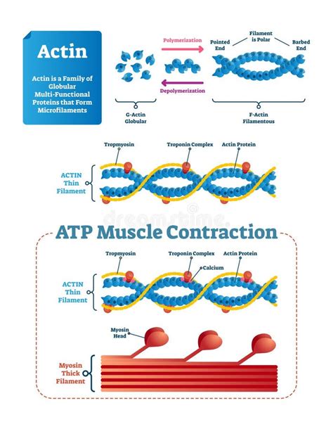 Atp Muscle Contraction Cycle Vector Illustration Labeled Educational