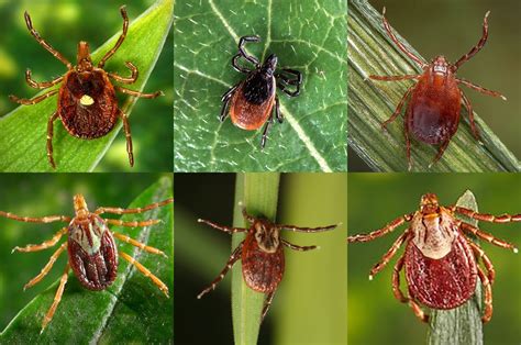 Types Of Tick Bites