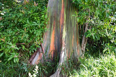 How To Grow And Care For Rainbow Eucalyptus Trees In 2022 Rainbow