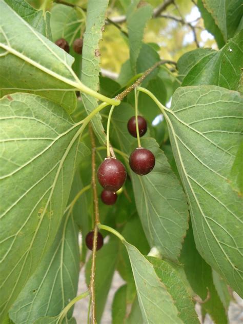 Tree Tour Facilities The University Of Utah