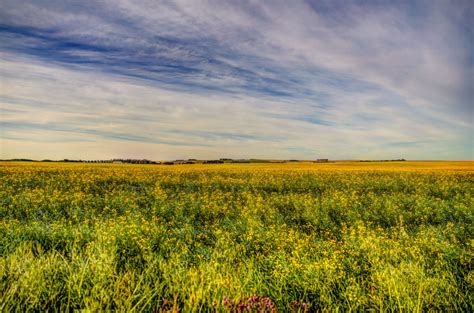 Tropical Grassland Natural Vegetation