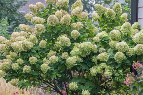 Pruning Hydrangea How And When To Maximize Flower Production