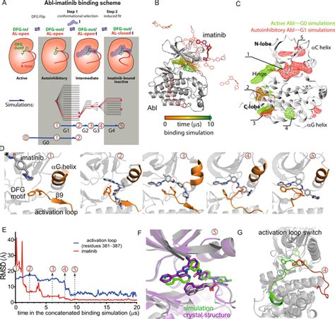 Simulations Of Abl Imatinib Binding A Top A Diagram Describing The