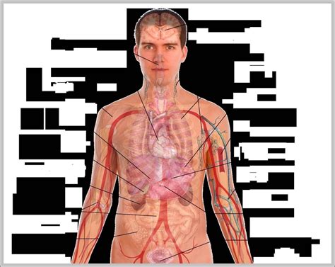 Male Body Organs Diagram Image Anatomy System Human Body Anatomy