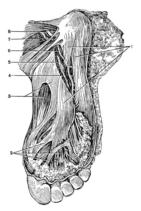 Анатомічний атлас людини Анатомічний атлас російською мовою Ru Анатомічний атлас