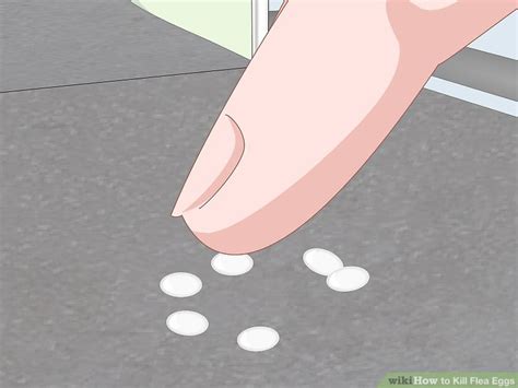 3 Easy Ways To Kill Flea Eggs Wikihow