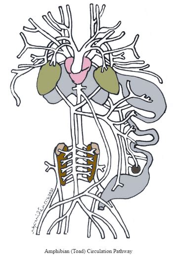 Answered 12912 M Surina Amphibian Toad Circulation Pathway Bartleby