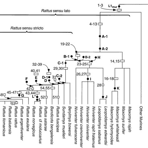 The Phylogeny Of Rats This Tree Was Built By Using Shared L1
