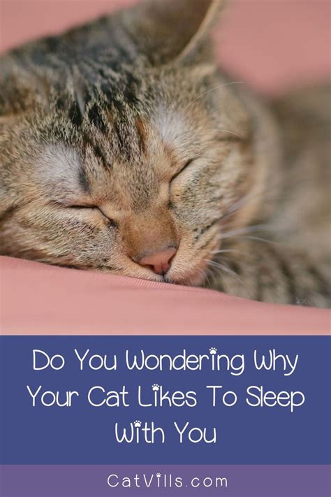 Why Do Cats Like To Sleep With Their Owners 11 Fascinating Reasons