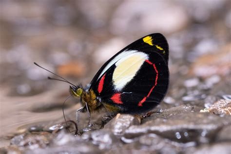 Delias Alepa Lepiwiki