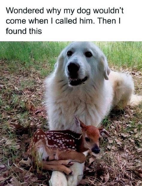 Start Your Week With These Hilarious Animal Memes