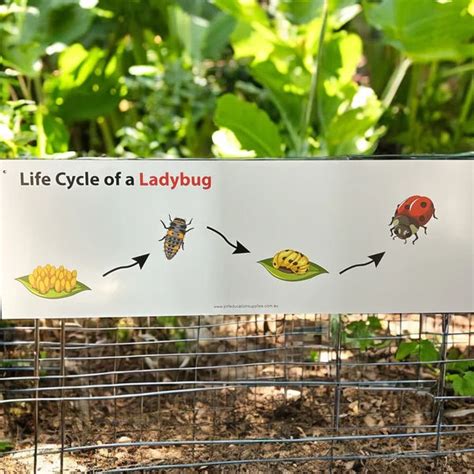 Life Cycle Of A Ladybug