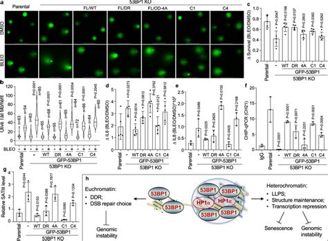 The Protective Role Of 53bp1s Llps Function A Representative Download Scientific Diagram