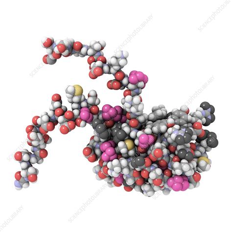 Rna Binding Protein Molecular Model Stock Image A6170278