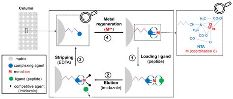 Affinity Chromatography Ligand
