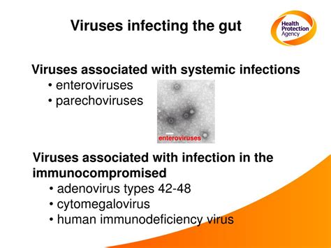 Ppt Enteric Viruses Powerpoint Presentation Free Download Id 174062