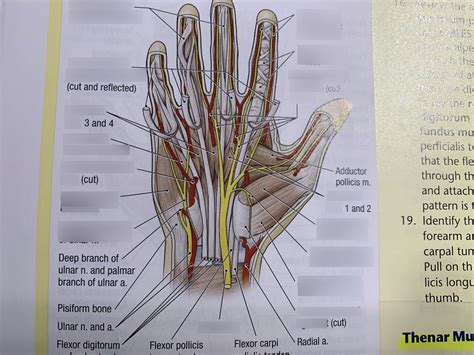 Intermediate Palm With Lumbrical Muscles Diagram Quizlet