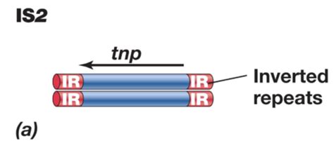 Lecture Flashcards Quizlet