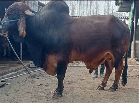 Gir Nandi Frozen Bull Semen At Best Price In Saharanpur By Tirupati