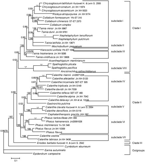 Numbers At The Nodes Are Bi And Mp Support Values 50 Respectively