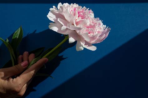 밝은 분홍색 모란을 들고 있는 여성의 손 새싹 봄 꽃을 가진 여자 파란색 백고운드 텍스트 공간을 복사합니다 맨 위 보기 최소한의 구성 초대장 휴일 배너 개화기에 대한 스톡