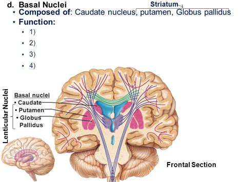 Putamen Características Anatomía Y Funciones Prwe
