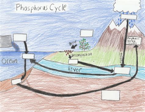 Aaron Scruitsky Apes Phosphorus Cycle Diagram Quizlet