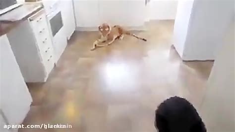 سگ از عروسک ببر میترسه خخخخخخ