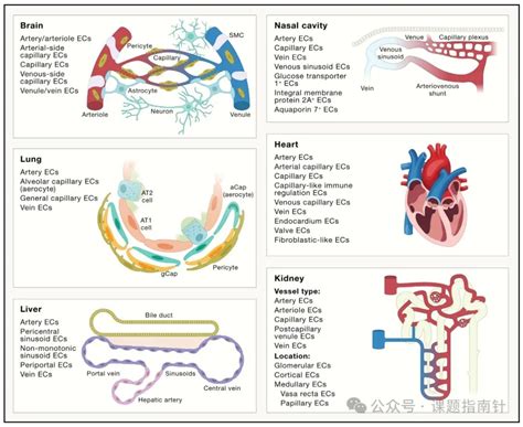 Cell 综述：血管内皮细胞的多种研究方向 丁香园
