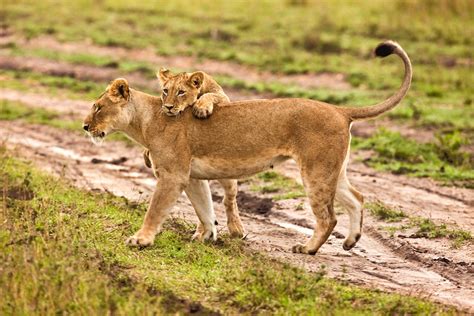 Imagenes De Leones Imagen Leona Con Su Cria