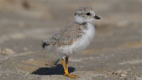 Court Forces Canada To Protect Atlantic Piping Plover Ecojustice