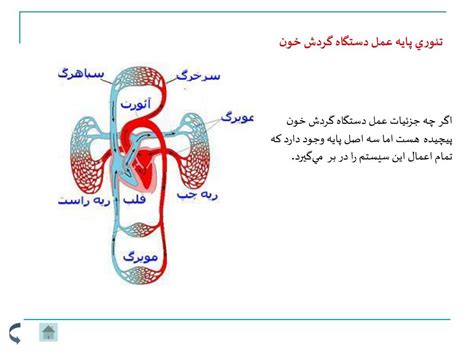 Ppt دستگاه گردش خون Powerpoint Presentation Free Download Id1474955