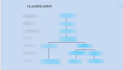 Mammology Classification Diagram Diagram Quizlet