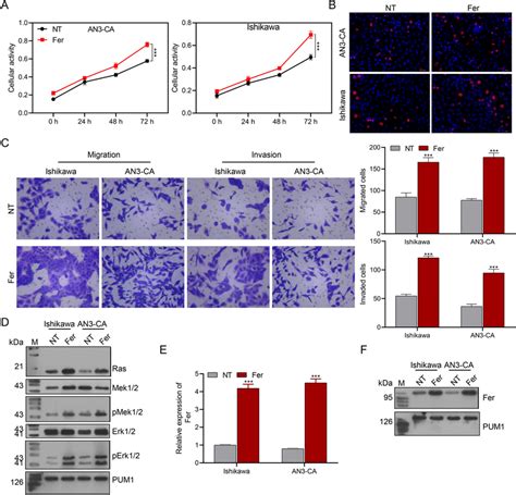 Overexpression Of Fer Promoted Cell Proliferation Migration Invasion Download Scientific